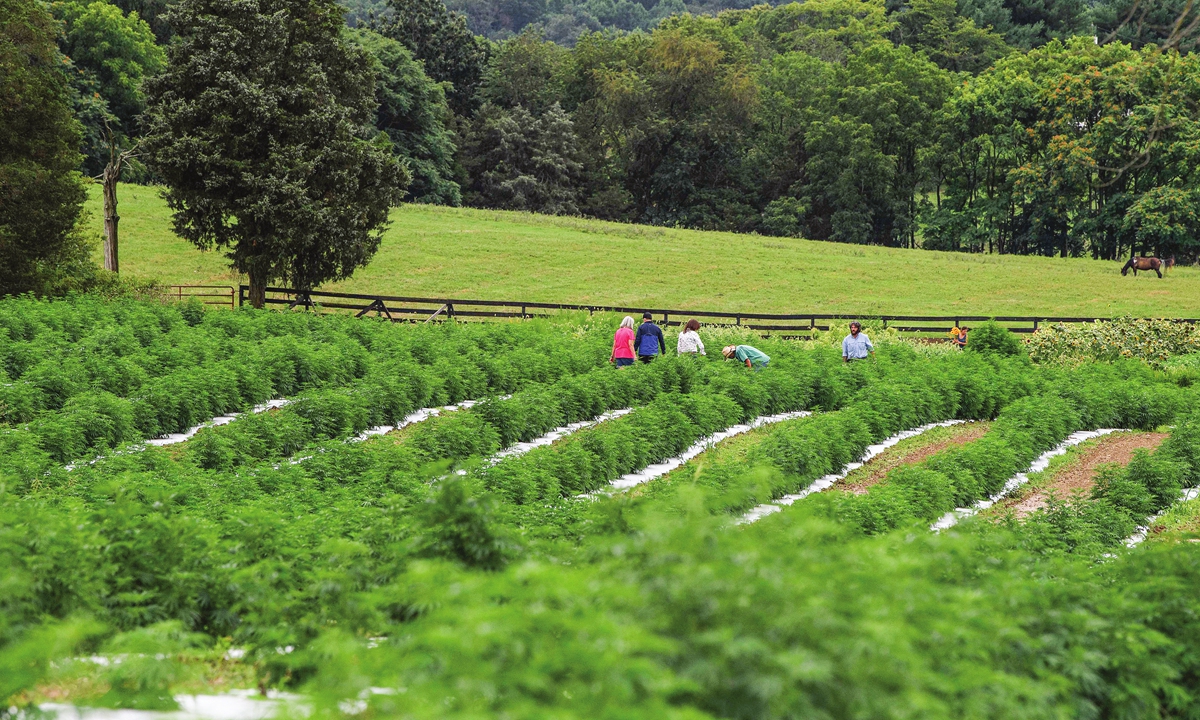 'Not marijuana': US hemp farmers battle tough market and thieves ...