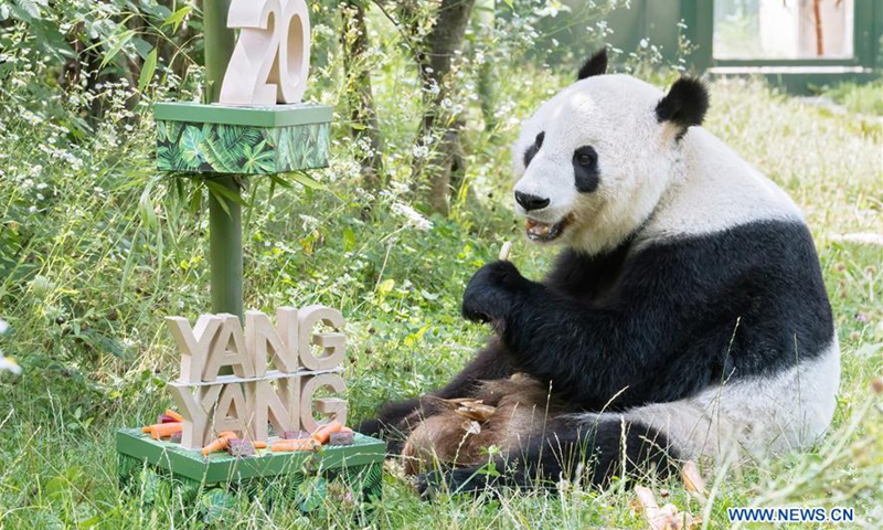 Giant panda Yang Yang's 20th birthday celebrated in Austria - Global Times