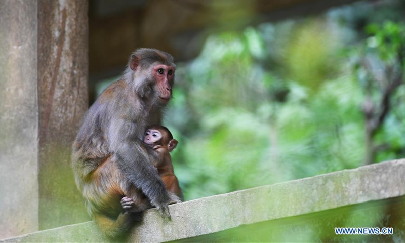 More wild macaques spotted along Wentang River as ecological ...