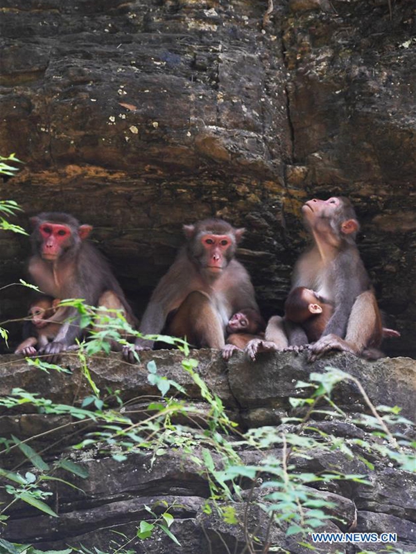 More wild macaques spotted along Wentang River as ecological ...