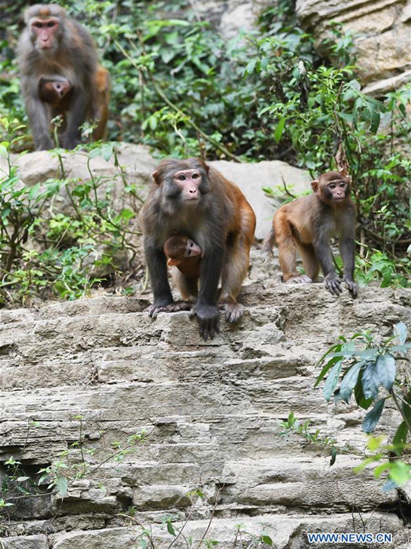 More wild macaques spotted along Wentang River as ecological ...