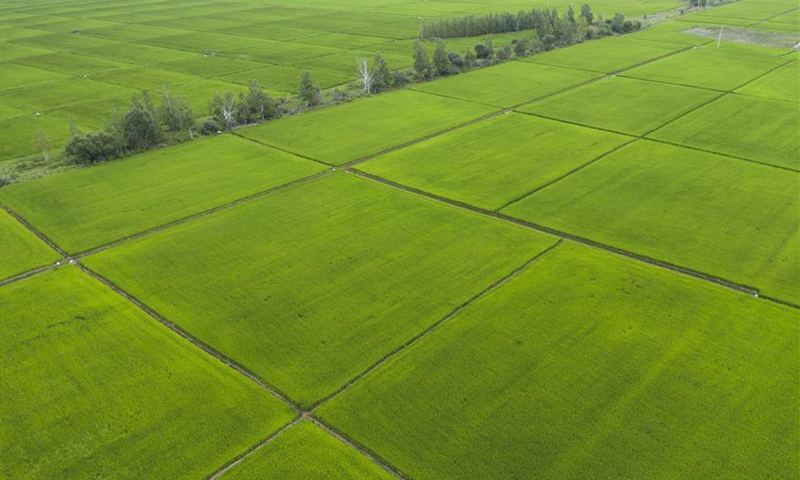 In pics: paddy fields in Fuyuan City, NE China - Global Times