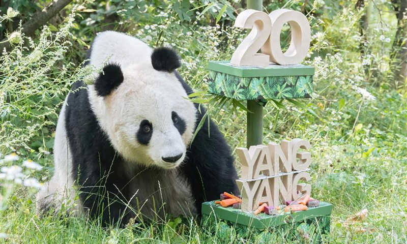 Giant panda Yang Yang's 20th birthday celebrated in Austria - Global Times
