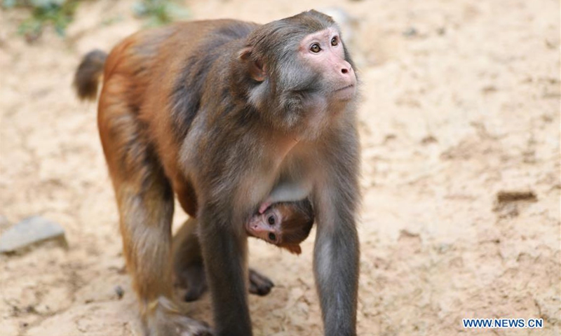 More wild macaques spotted along Wentang River as ecological ...