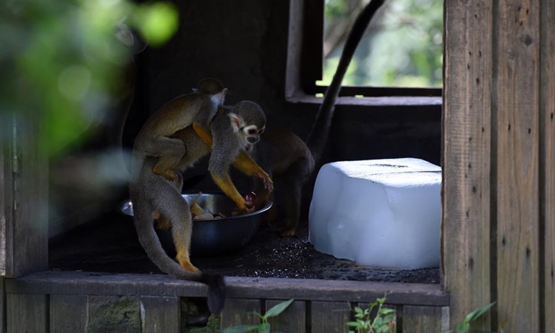 Hefei Wildlife Park takes measures to help animals fend off summer heat ...