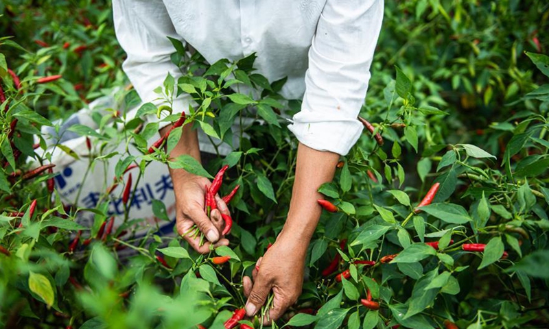 Chili industry helps farmers shake off poverty in Guizhou's mountainous ...