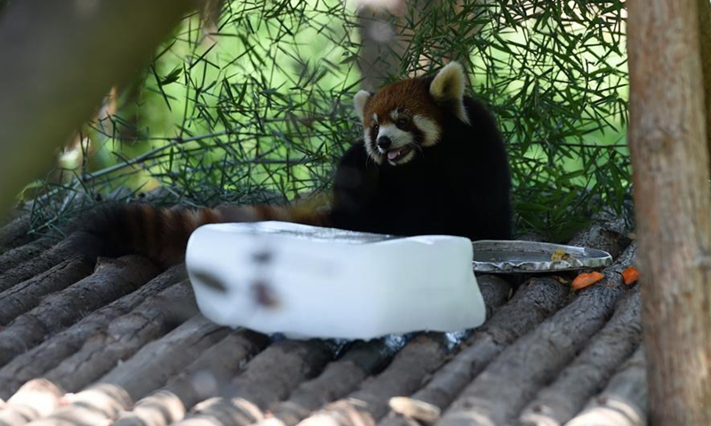 Hefei Wildlife Park takes measures to help animals fend off summer heat ...