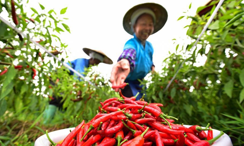 Standardized chili factories help relieve poverty in Guizhou - Global Times