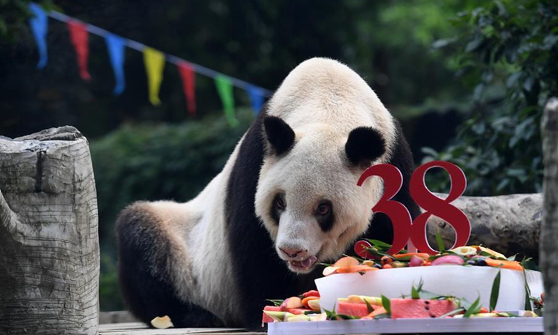 Chongqing Zoo celebrates giant panda Xinxing's 38th birthday - Global Times