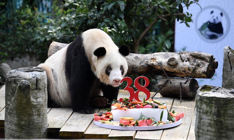 Chongqing Zoo celebrates giant panda Xinxing's 38th birthday - Global Times