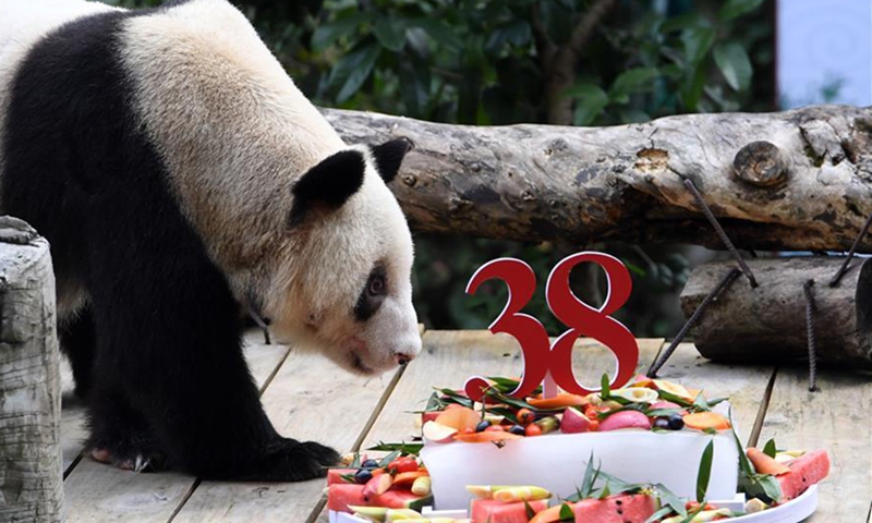 Chongqing Zoo celebrates giant panda Xinxing's 38th birthday - Global Times