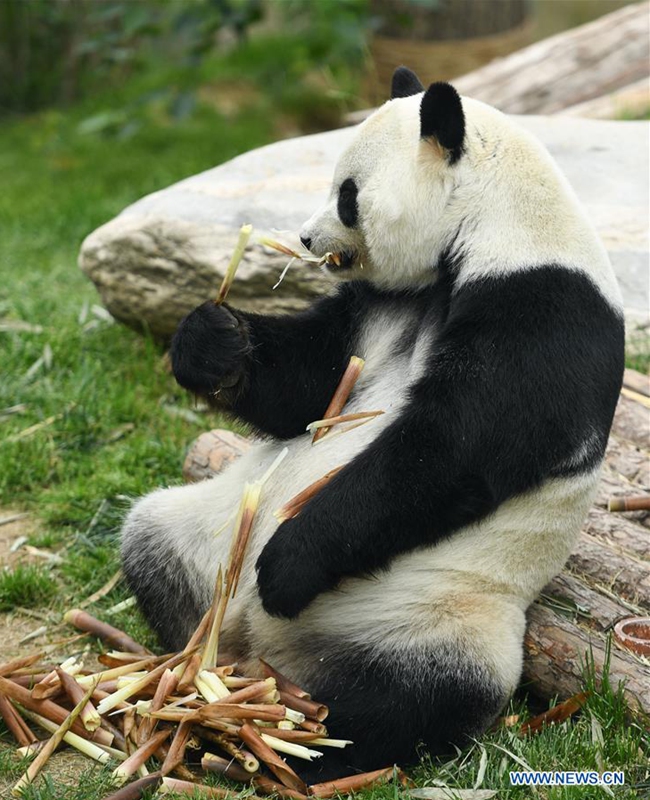 In pics: giant pandas at panda house in Xining, Qinghai - Global Times