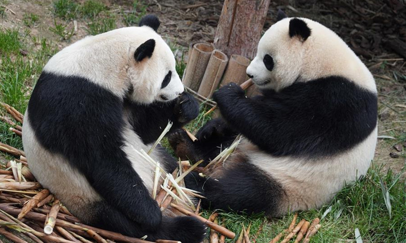 In pics: giant pandas at panda house in Xining, Qinghai - Global Times