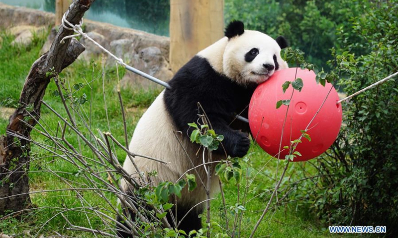 In pics: giant pandas at panda house in Xining, Qinghai - Global Times