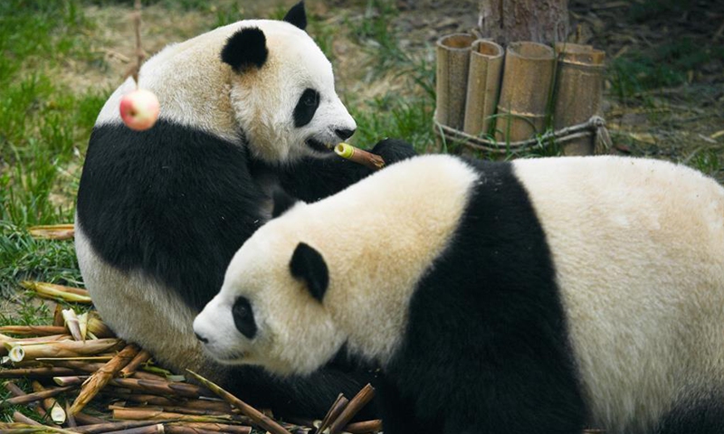 In pics: giant pandas at panda house in Xining, Qinghai - Global Times