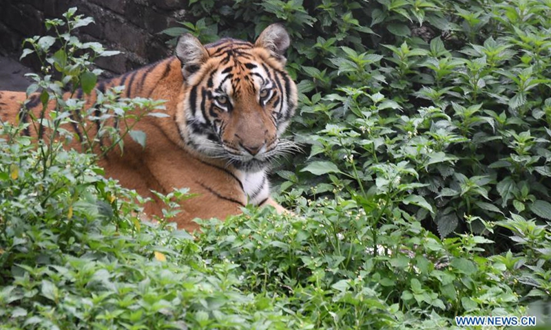 South China Tigers seen in Meihua Mountains Nature Reserve in Fujian ...