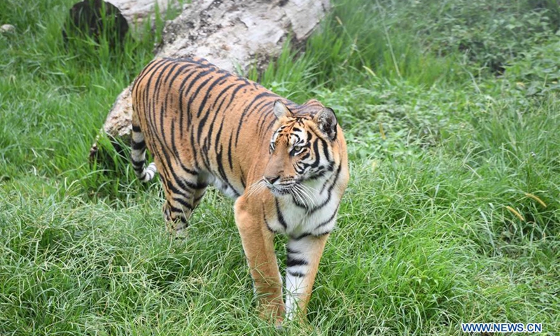 South China Tigers seen in Meihua Mountains Nature Reserve in Fujian ...