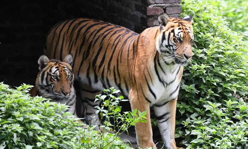 South China Tigers seen in Meihua Mountains Nature Reserve in Fujian ...