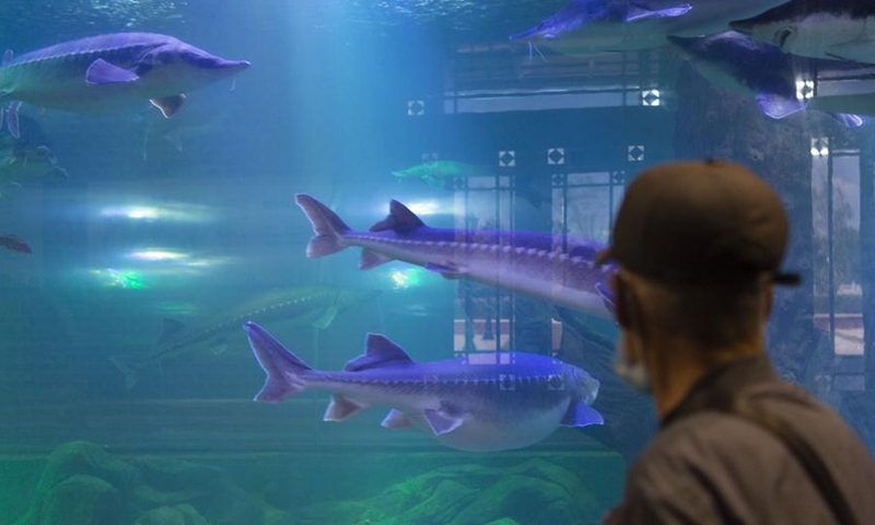 Tourists visit fish culture museum in Heilongjiang - Global Times