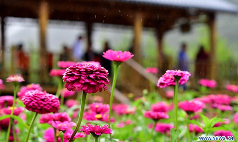 Zinnia flowers in full bloom in Henan - Global Times