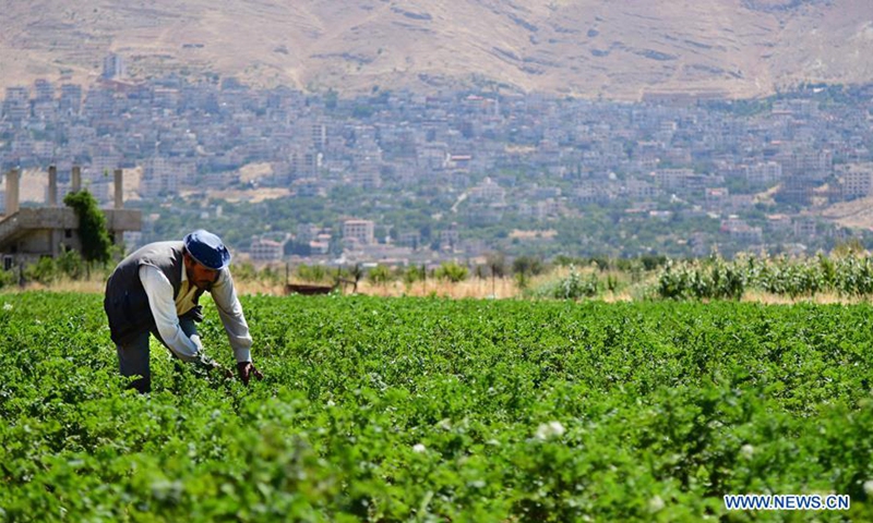 Farmers enjoy harvest in Damascus, Syria - Global Times