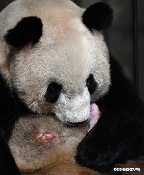 Giant panda Yongyong gives birth to female cub in Shaanxi - Global Times