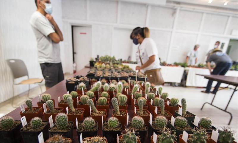Best Cactus and Succulent Sale of 2020 held in Toronto - Global Times
