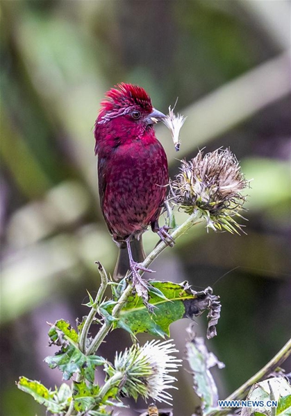 Rosefinches seen in Gold Buddha Mountain nature reserve in Chongqing ...