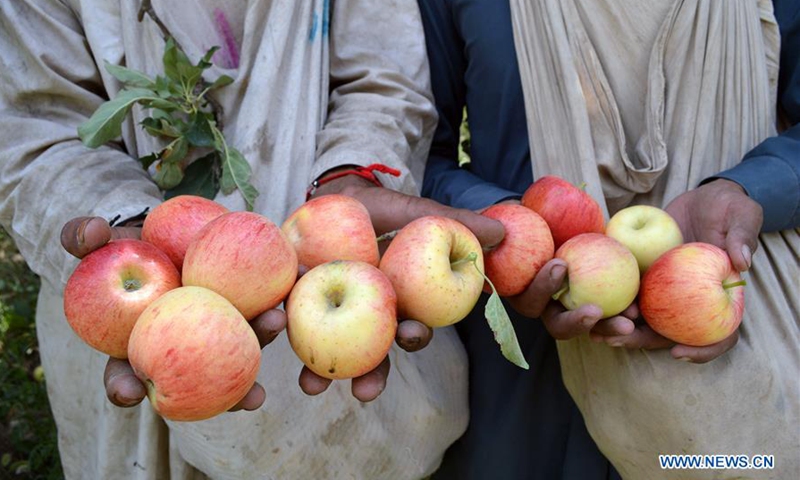 Workers harvest apples on outskirts of Quetta, Pakistan - Global Times