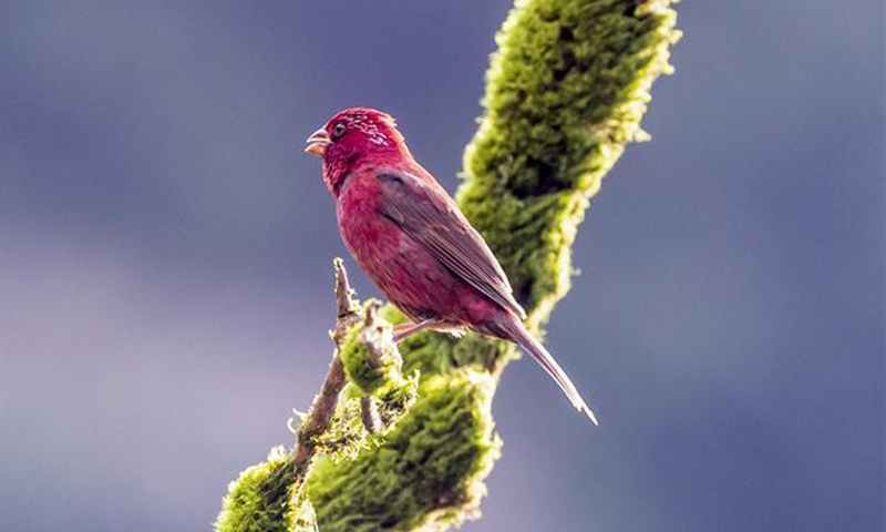 Rosefinches seen in Gold Buddha Mountain nature reserve in Chongqing ...