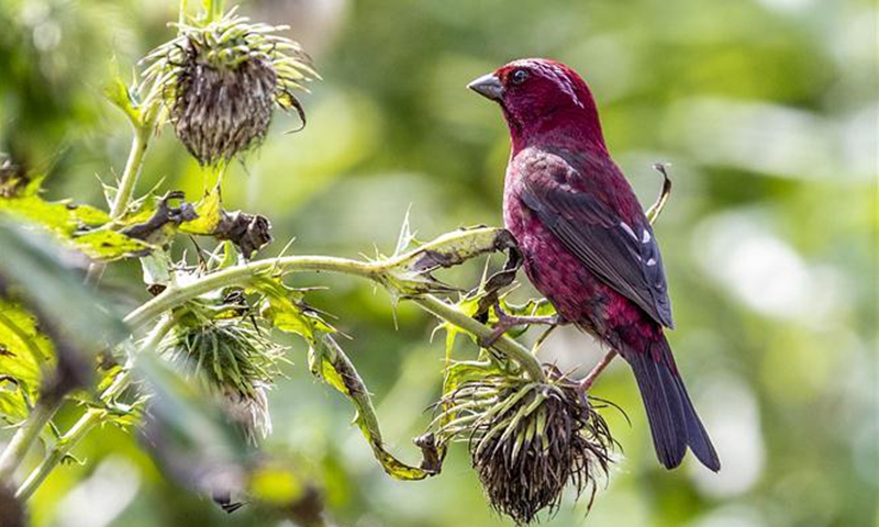 Rosefinches seen in Gold Buddha Mountain nature reserve in Chongqing ...