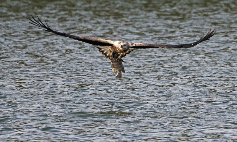 Amazing moment: White-bellied sea eagle catches fish with one foot in ...