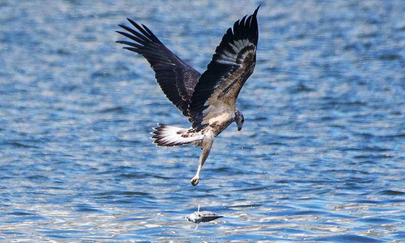 Amazing moment: White-bellied sea eagle catches fish with one foot in ...
