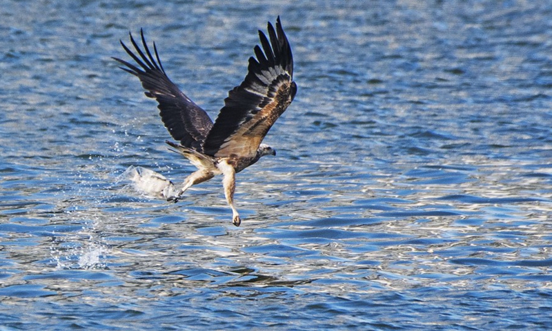 Amazing moment: White-bellied sea eagle catches fish with one foot in ...