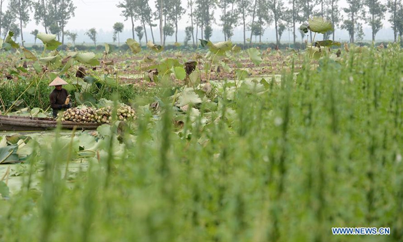 Lotus root planting industry in Anhui helps local residents shake off ...