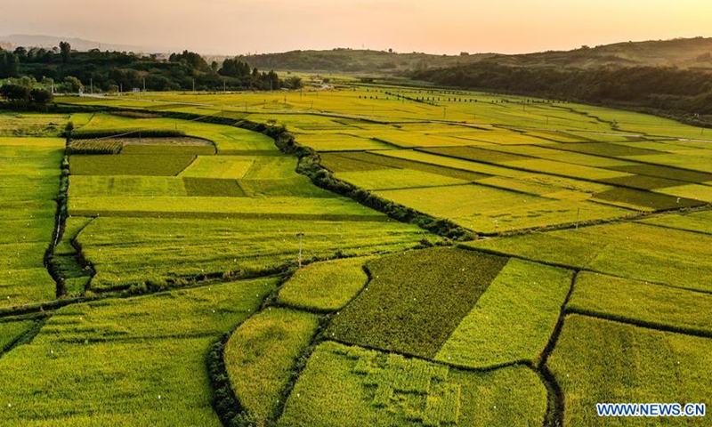 View of paddy fields in Yangxian County, NW China - Global Times