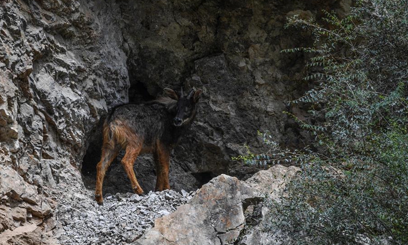 Chinese serow seen at forest farm in Qinghai - Global Times