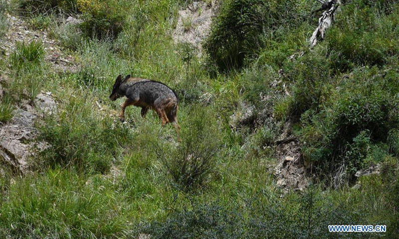 Chinese serow seen at forest farm in Qinghai - Global Times