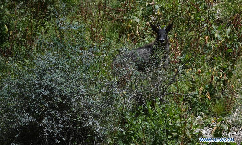 Chinese serow seen at forest farm in Qinghai - Global Times