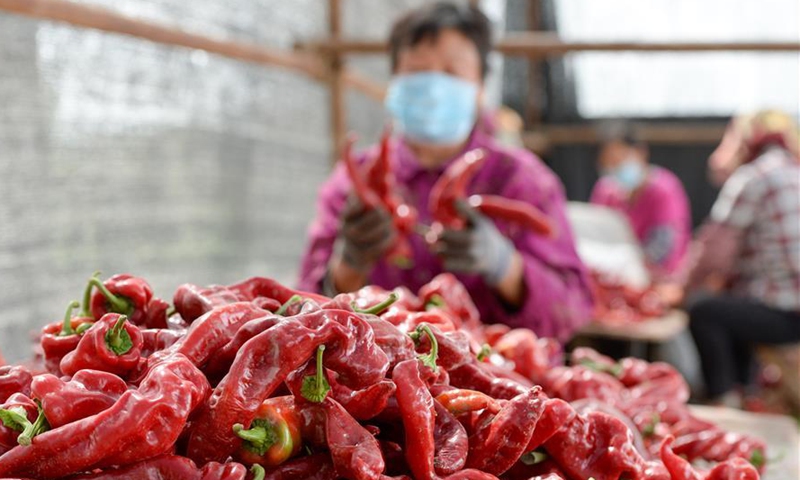 Farmers harvest chilies in Xinjiang - Global Times