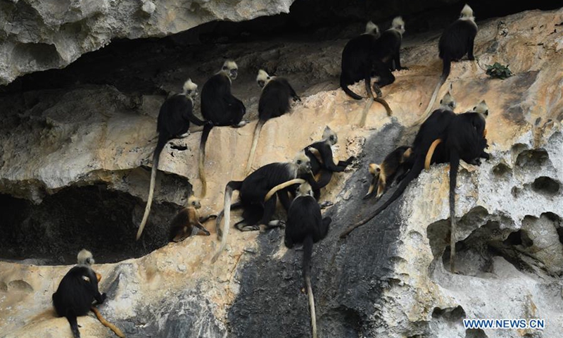 Endangered monkeys retrieve paradise in China's karst village - Global ...