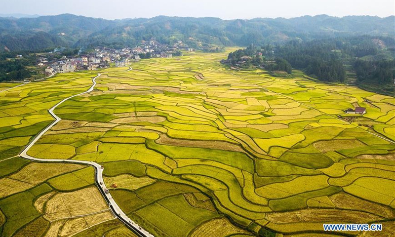 Farmer harvest rice in China's Guizhou - Global Times
