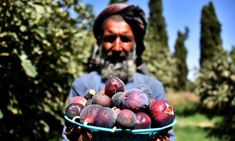 Fig growing helps bread earning, boost economy in Afghanistan's ...
