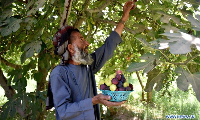 Fig growing helps bread earning, boost economy in Afghanistan's ...