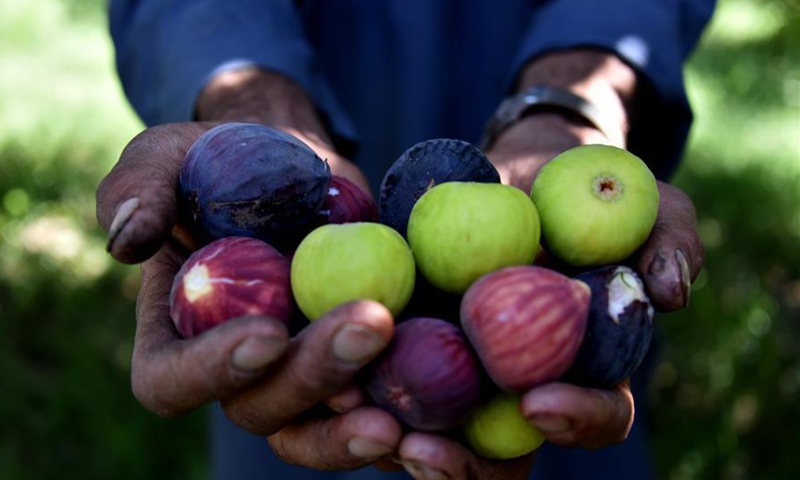 Fig growing helps bread earning, boost economy in Afghanistan's ...