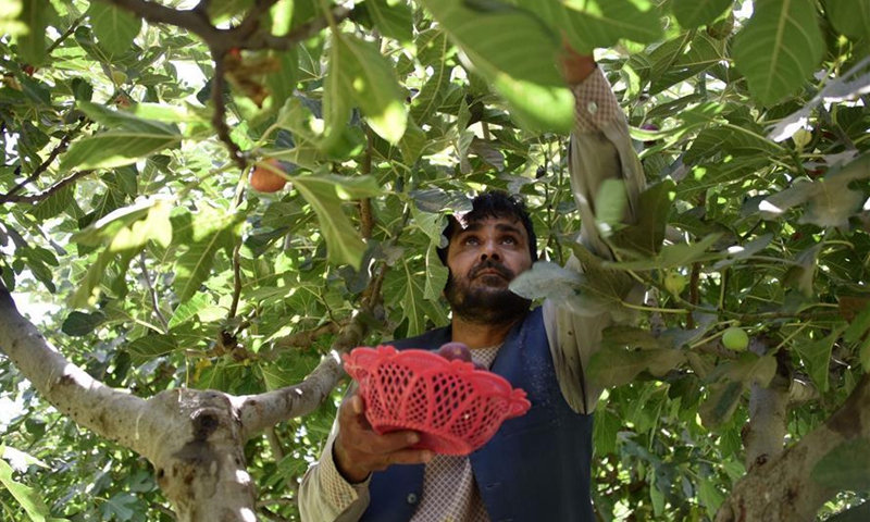 Fig growing helps bread earning, boost economy in Afghanistan's ...