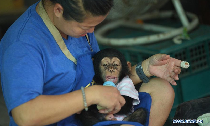 Baby chimpanzee at Crocodile Farm and Zoo in Thailand - Global Times