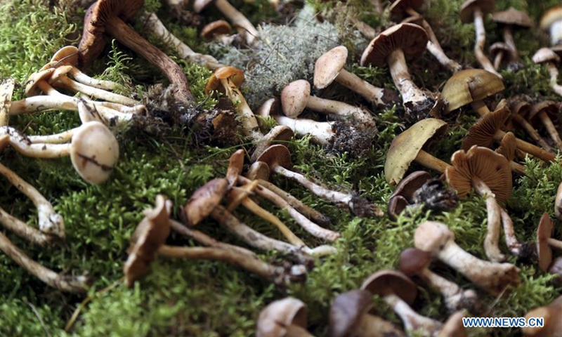 People visit "Mushroom 2020" exhibition at Latvian Museum of Natural ...