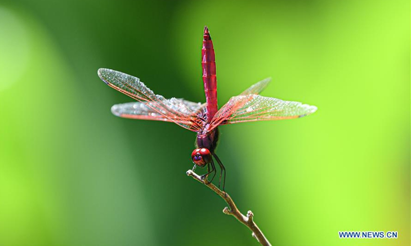 Scenery of tropical rainforest in south China's Hainan - Global Times