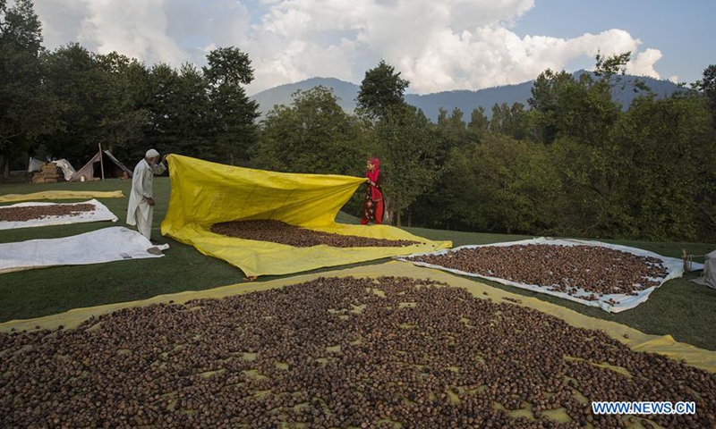 Walnut harvest season begins in Indian-controlled Kashmir - Global Times